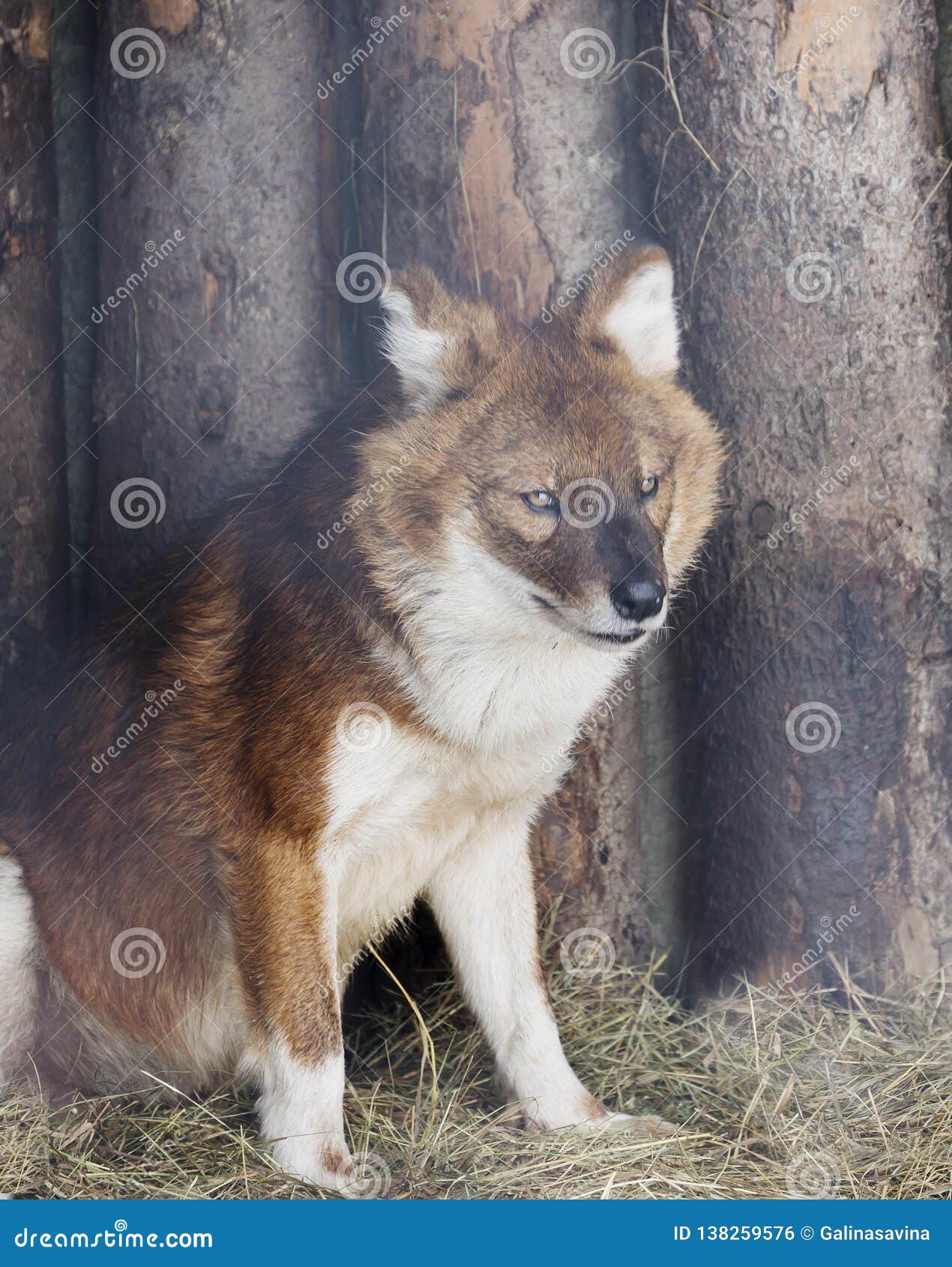 Lobo rojo foto de archivo. Imagen de rojo, piel, despredador - 138259576