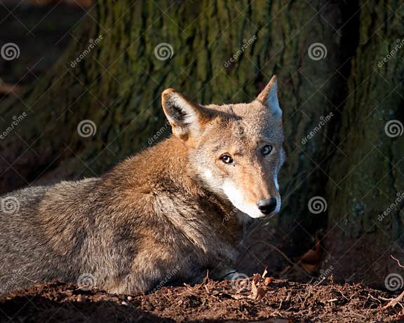 Lobo rojo foto de archivo. Imagen de endanger, rojo, canino - 16622038
