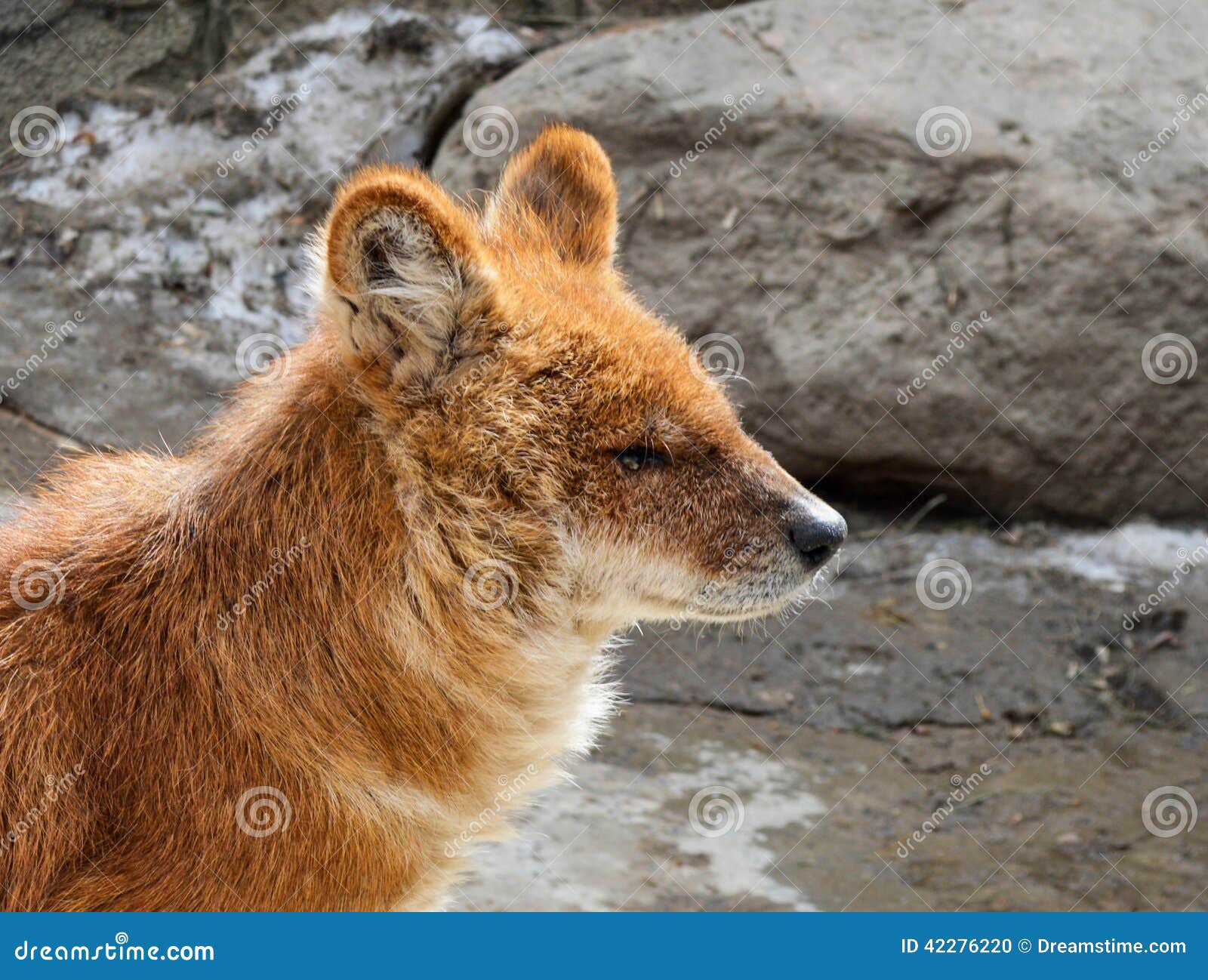 Lobo rojo foto de archivo. Imagen de lindo, lobo, animal - 42276220
