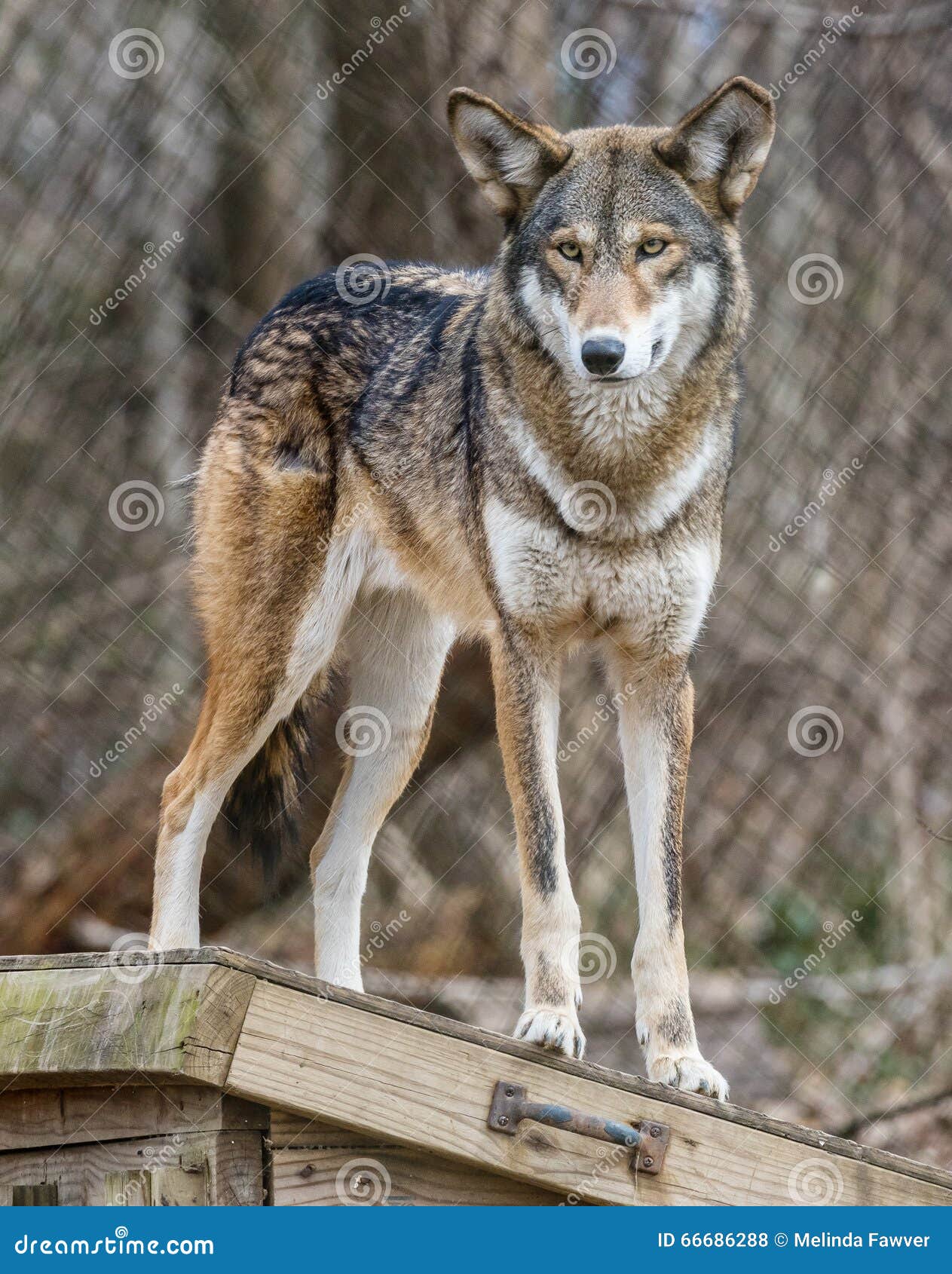 Lobo rojo foto de archivo. Imagen de fauna, salvaje, endangered - 66686288