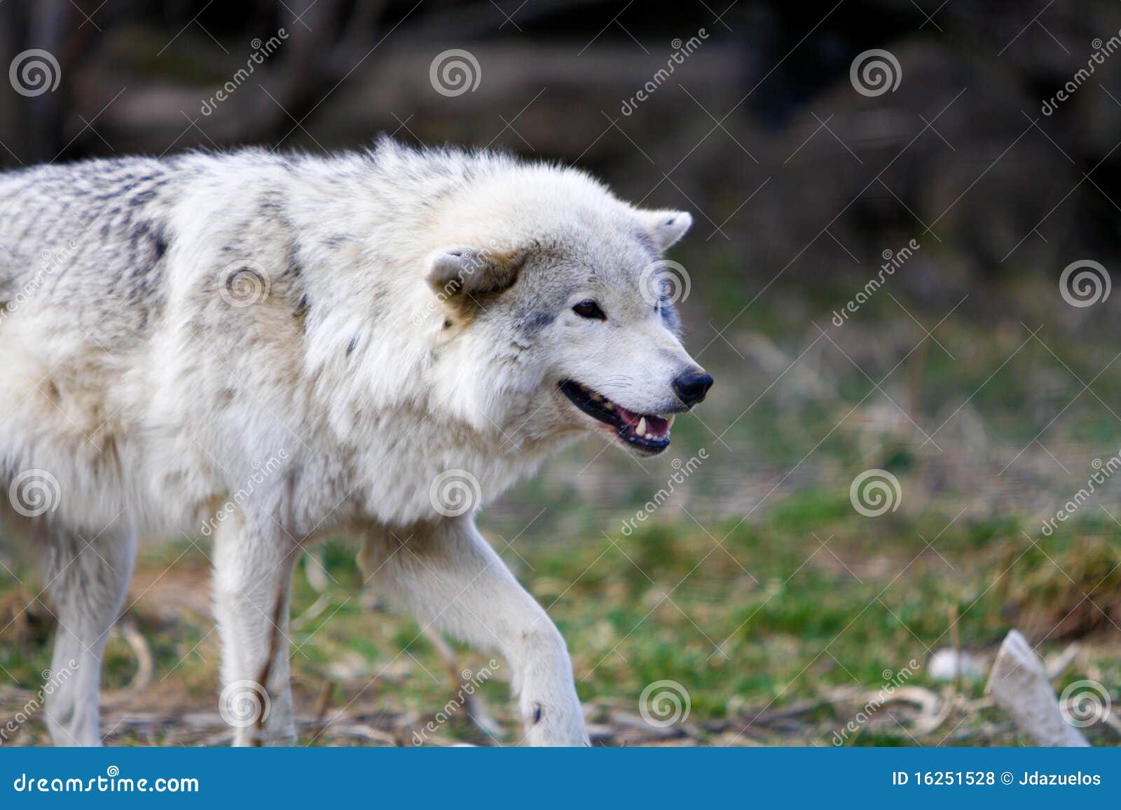 Lobo Selvagem Branco Que Prepara-se Para Atacar Foto de Stock - Imagem ...