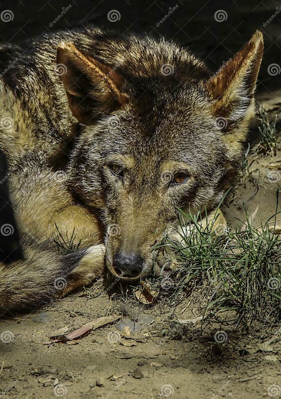 Lobo vermelho imagem de stock. Imagem de lobos, pele - 101360925