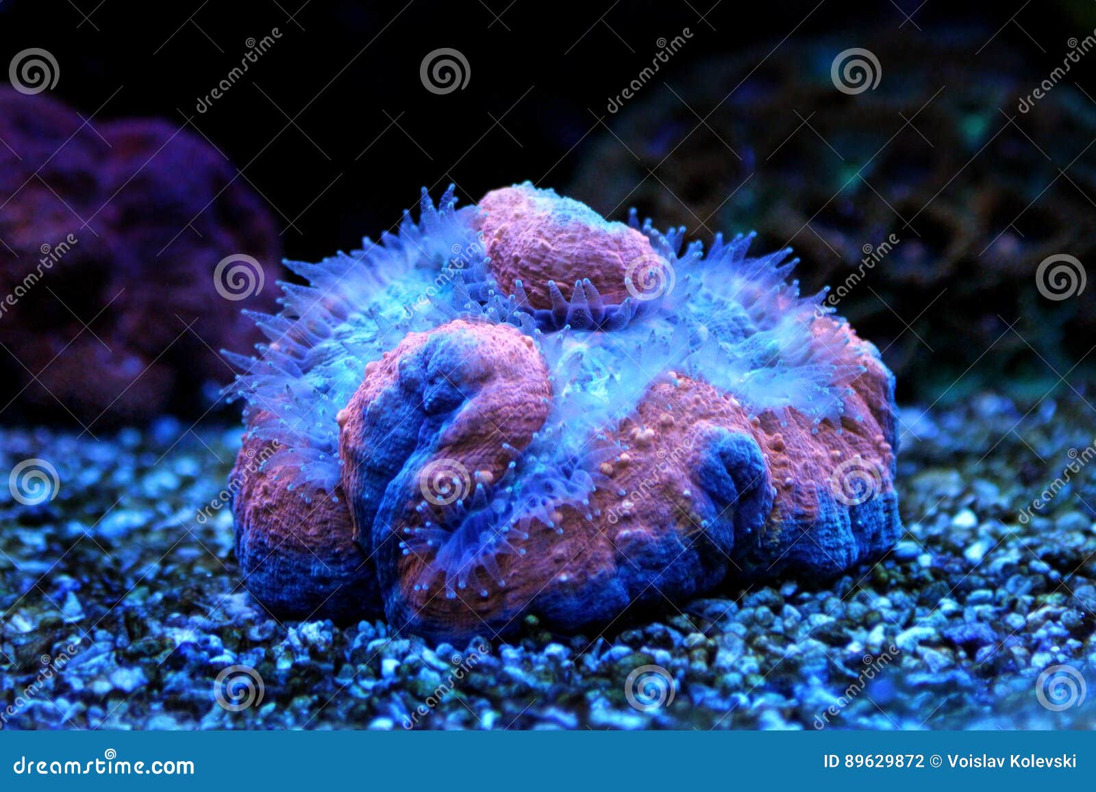 Lobophyllia LPS coral stock photo. Image of reefs, colored - 89629872