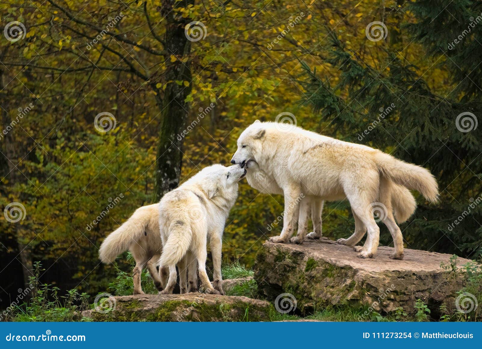Lobos árticos En Rocas En Un Bosque Foto de archivo - Imagen de actitud ...