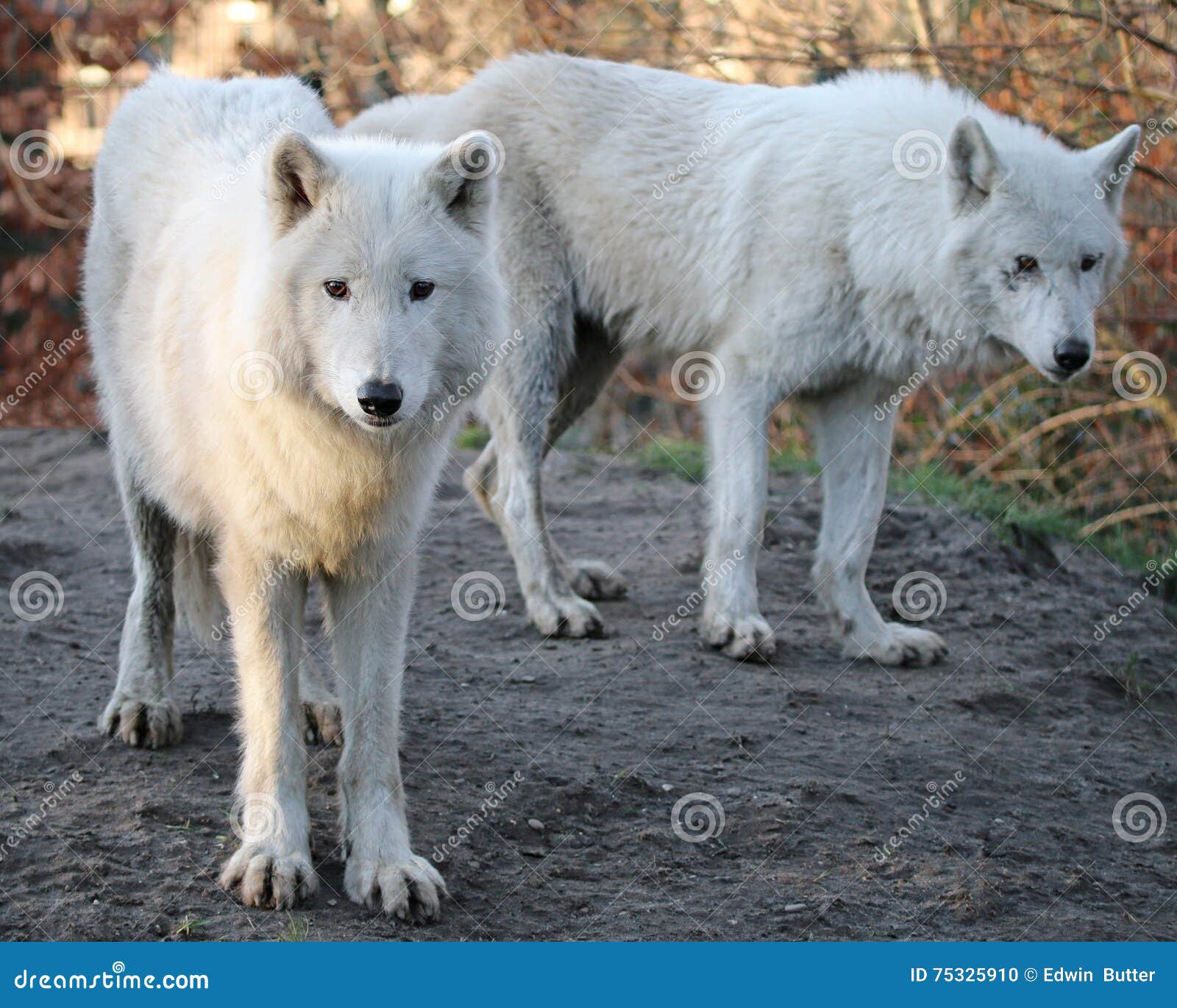 Lobos brancos foto de stock. Imagem de predador, criatura - 75325910