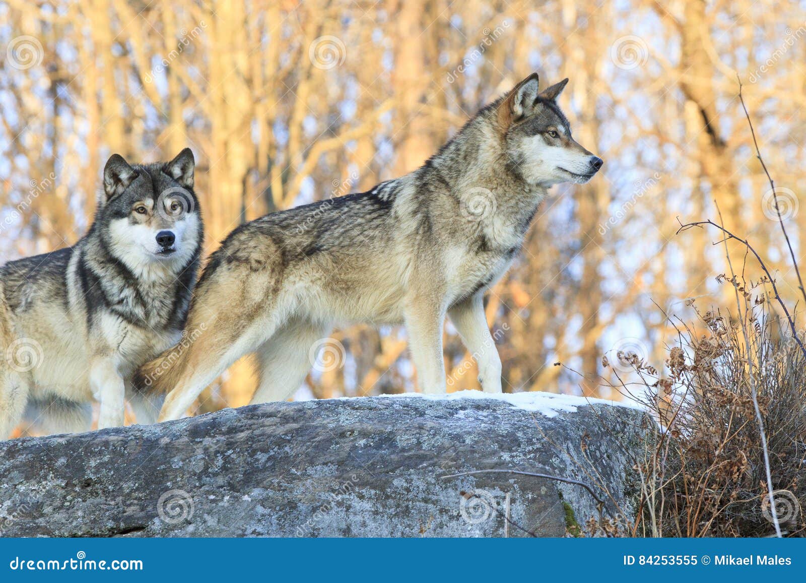 Lobos en la caza imagen de archivo. Imagen de alfa, deslumbrar - 84253555