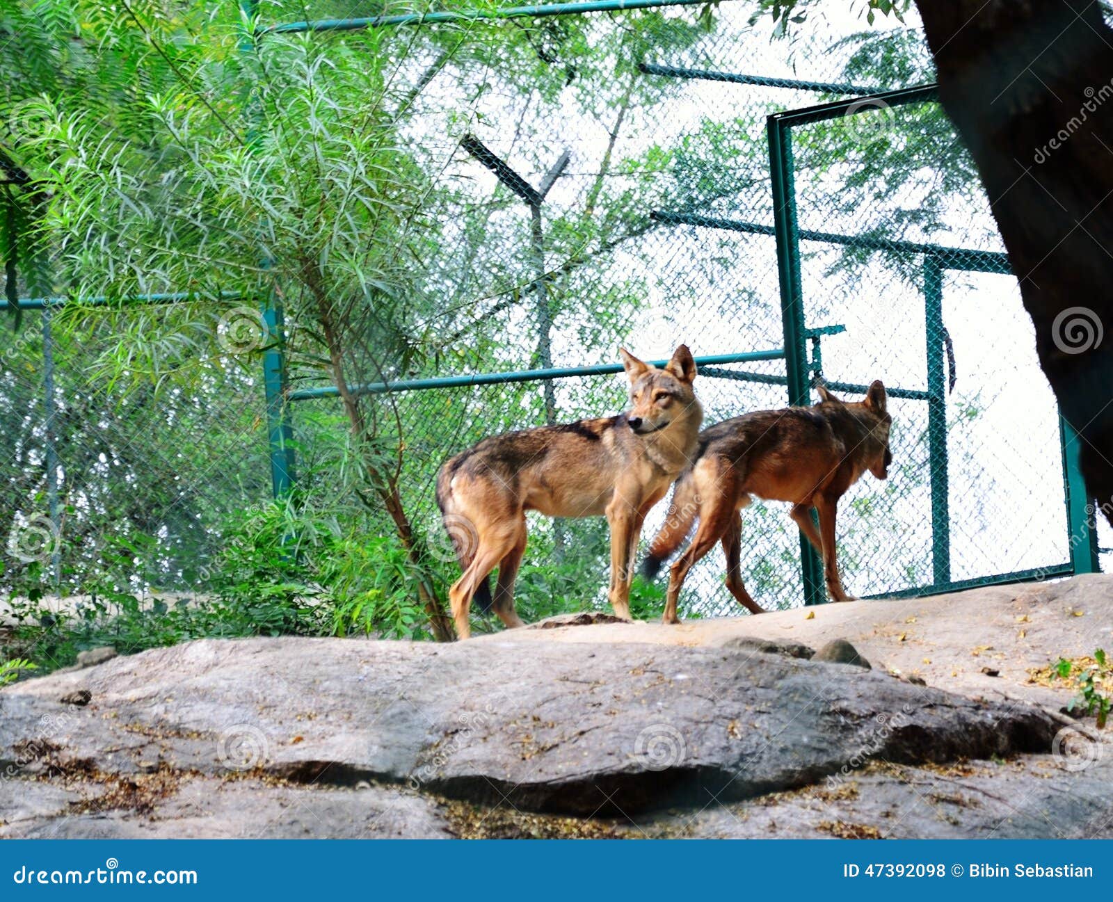 Lobos indios foto de archivo. Imagen de depredadores - 47392098
