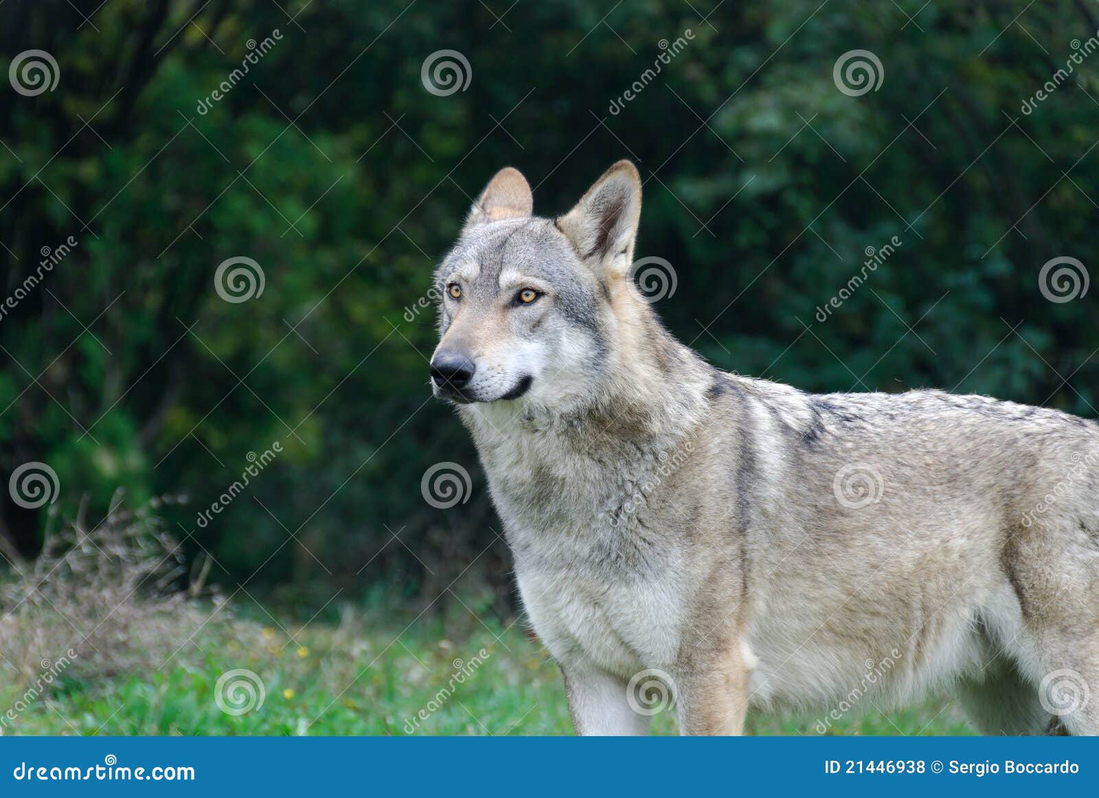 Lobos italianos foto de stock. Imagem de animal, olhos - 21446938