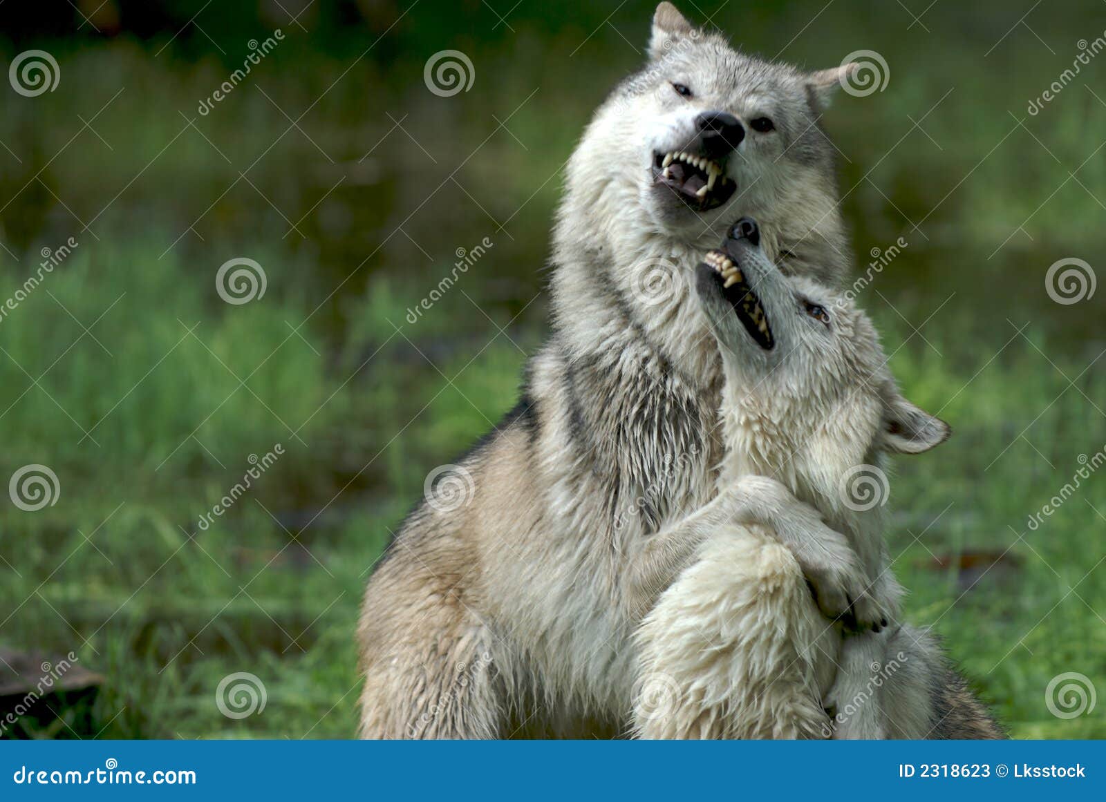 Lobos Que Lutam Pelo Donimance Imagem de Stock - Imagem de majestoso ...