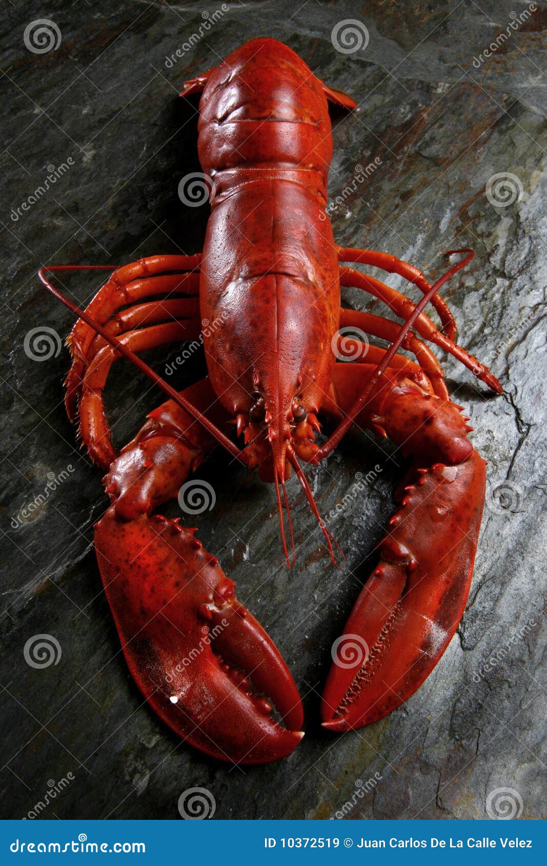 Lobster stock image. Image of boiled, gourmet, food, lobster - 10372519