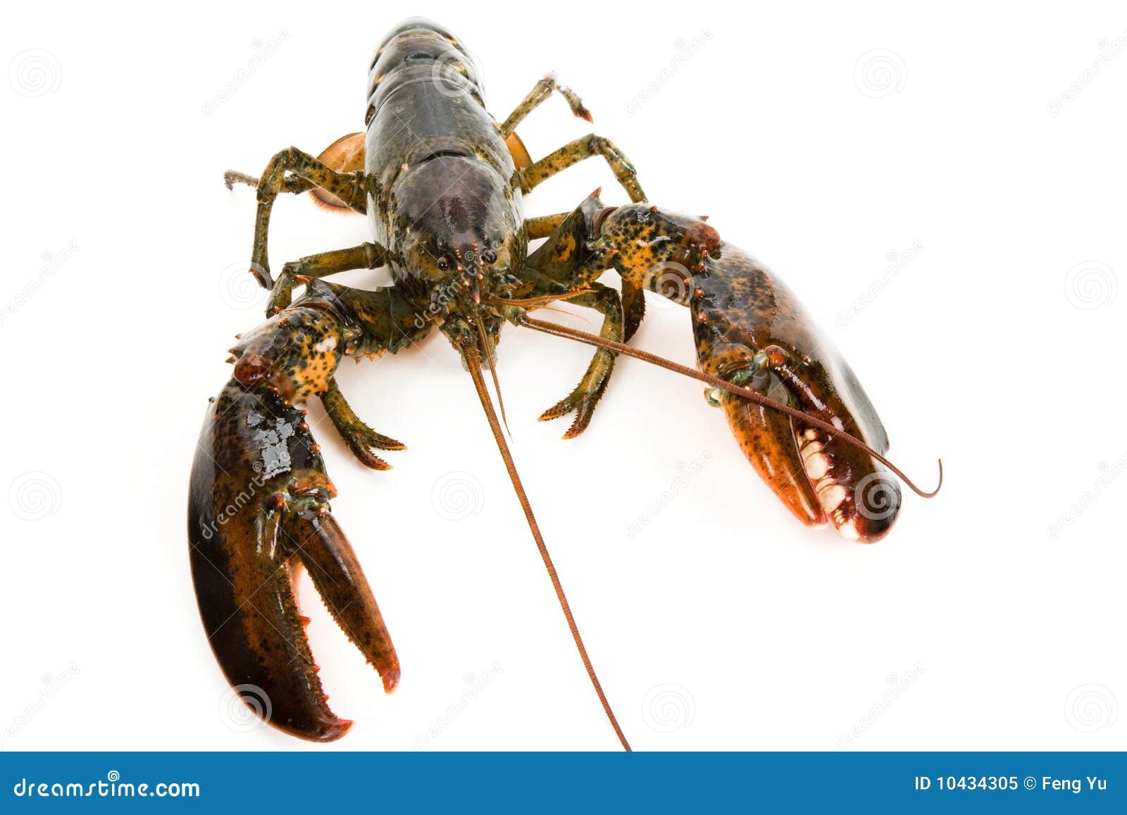 Lobster stock image. Image of isolated, background, lobster - 10434305