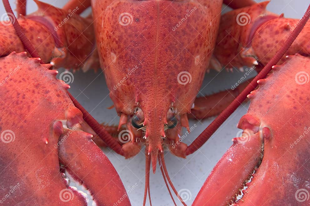 Lobster stock image. Image of food, tasty, shell, delicious - 150125