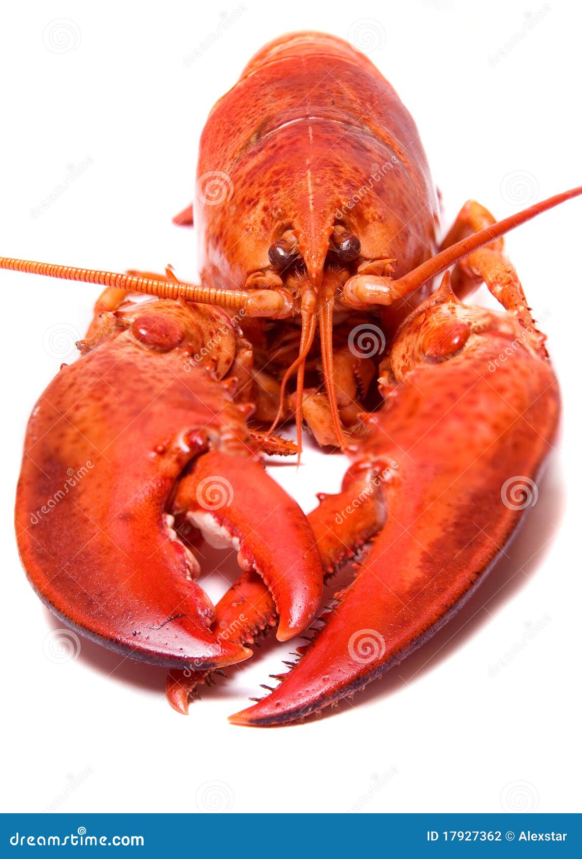 Lobster stock photo. Image of seafood, view, appetizing - 17927362