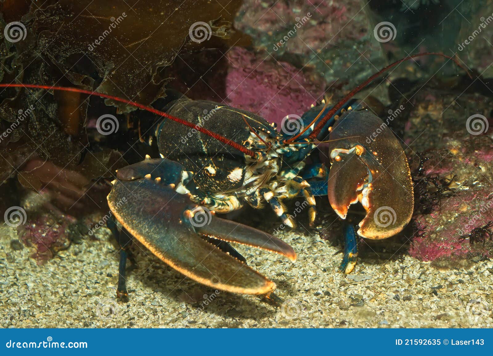 Lobster stock image. Image of reef, claw, shellfish, invertebrate ...