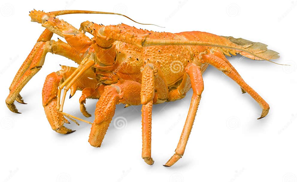 Lobster stock image. Image of reef, claw, atlantic, america - 2412491