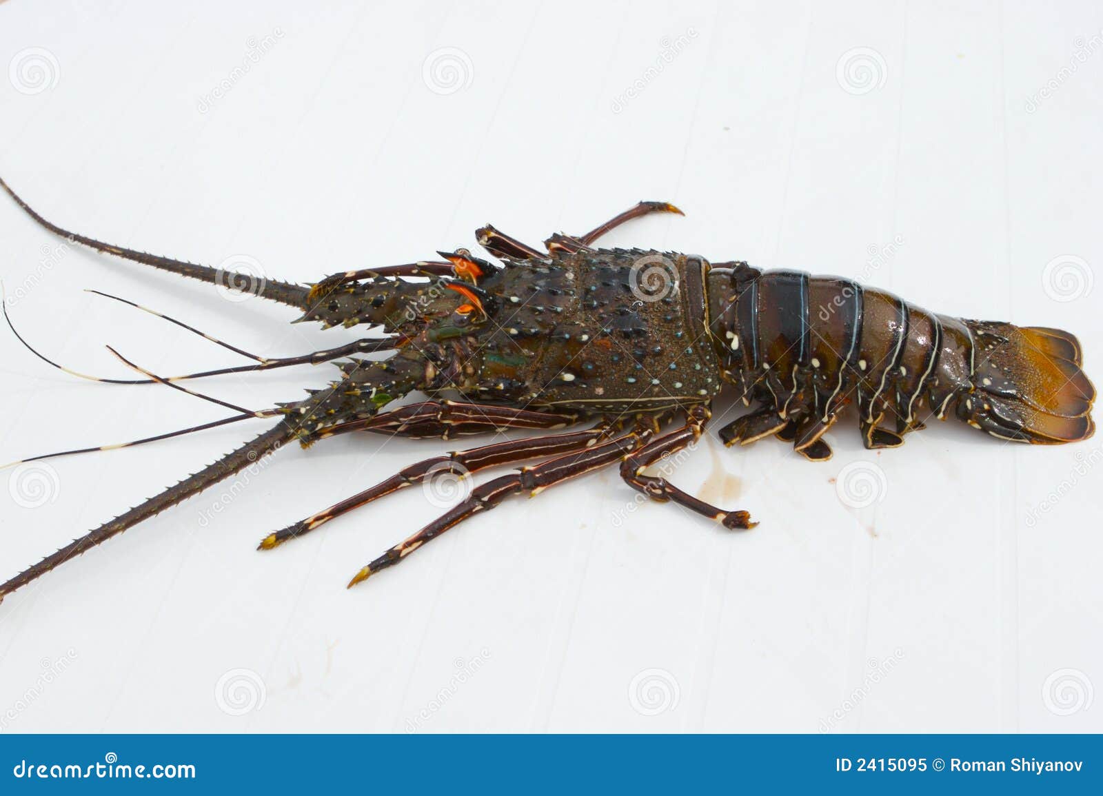 Sad Lobster Stock Photos - Free & Royalty-Free Stock Photos from Dreamstime