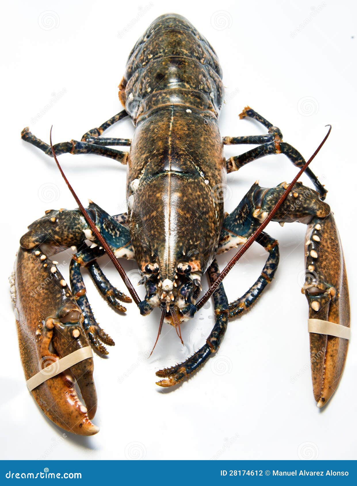 Lobster stock photo. Image of caught, tasty, meal, organic - 28174612