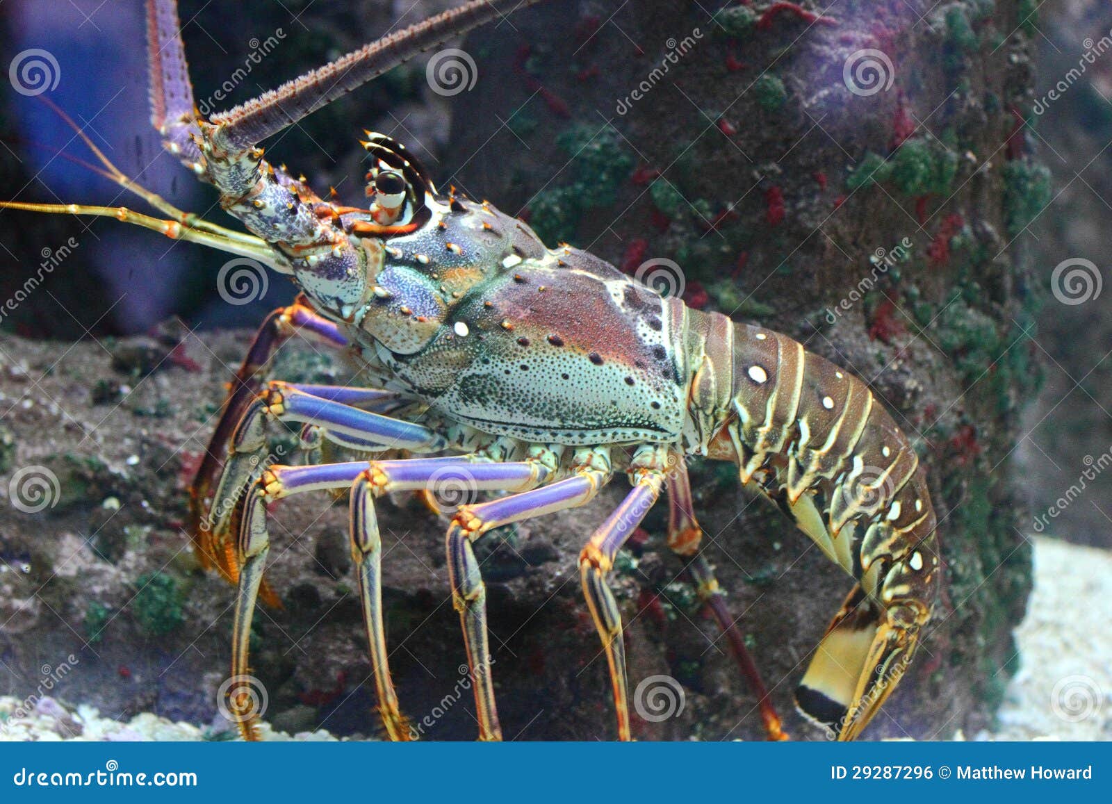 729 Lobster Walking Stock Photos - Free & Royalty-Free Stock Photos ...