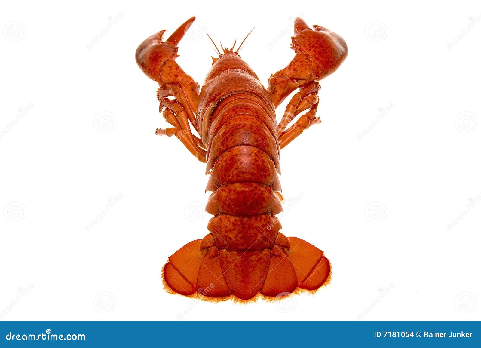 Lobster stock photo. Image of drop, isolated, seafood - 7181054