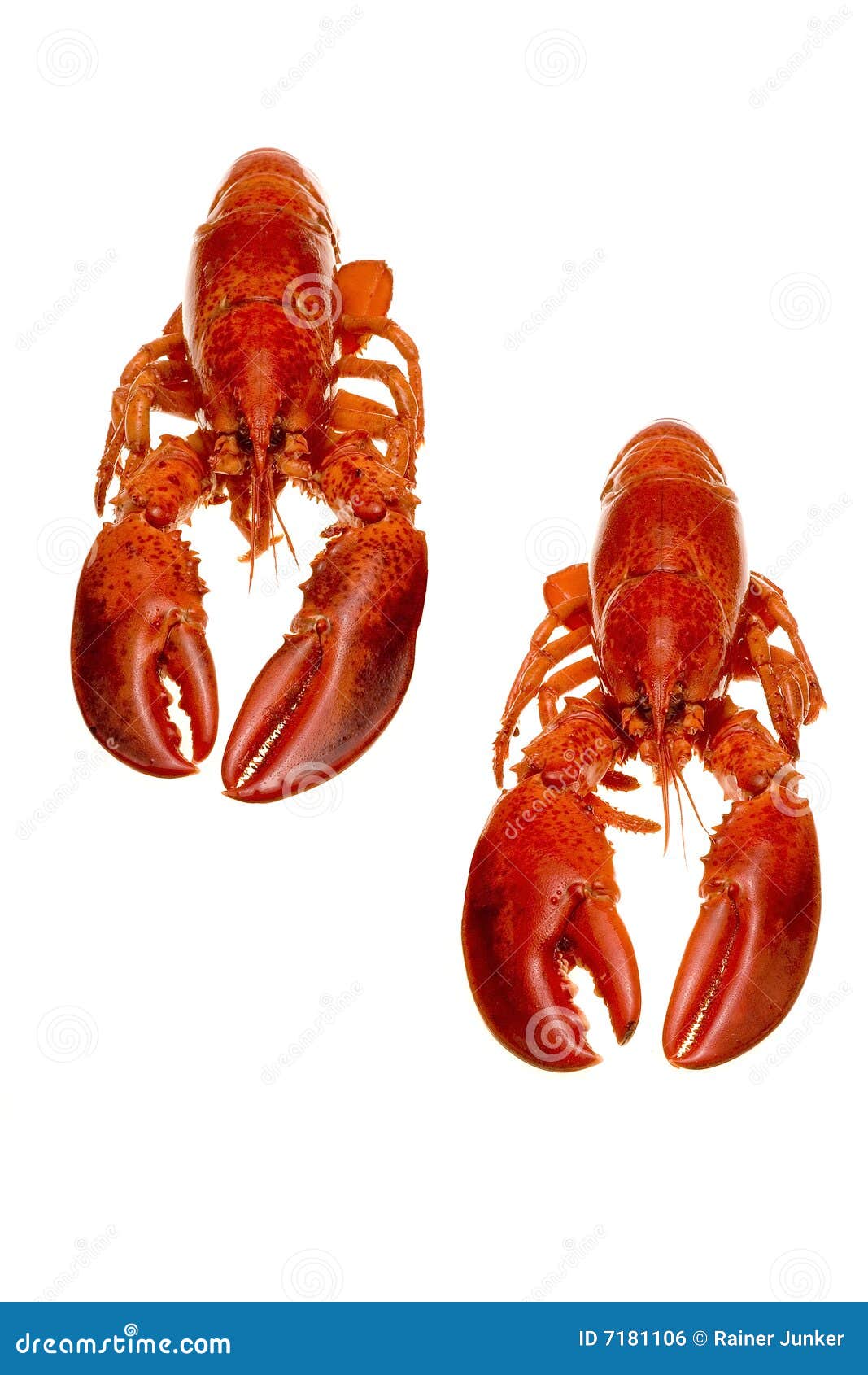 Lobster stock photo. Image of boiled, food, drop, cutout - 7181106