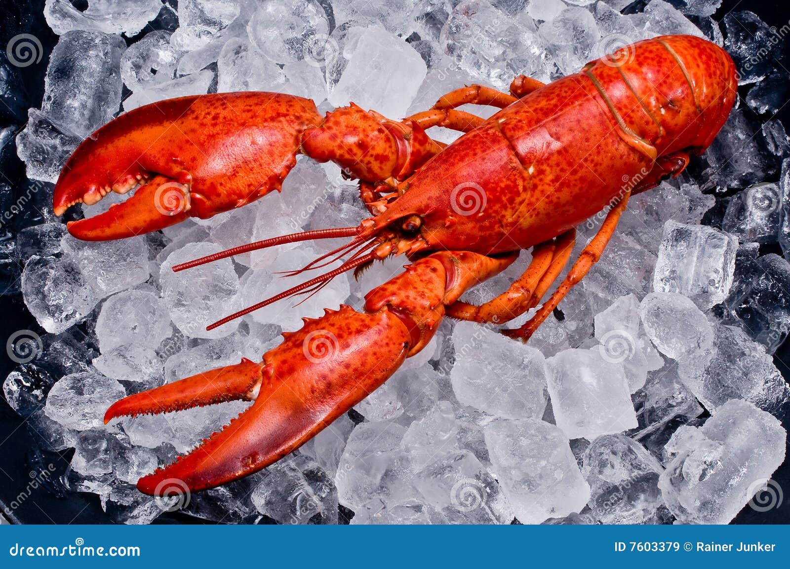 Lobster stock image. Image of drop, culinary, marin, pincers - 7603379