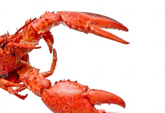 Lobster stock image. Image of culinary, market, pincers - 7603455