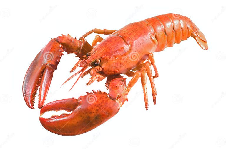 Lobster stock image. Image of shell, claw, nature, fresh - 7808761