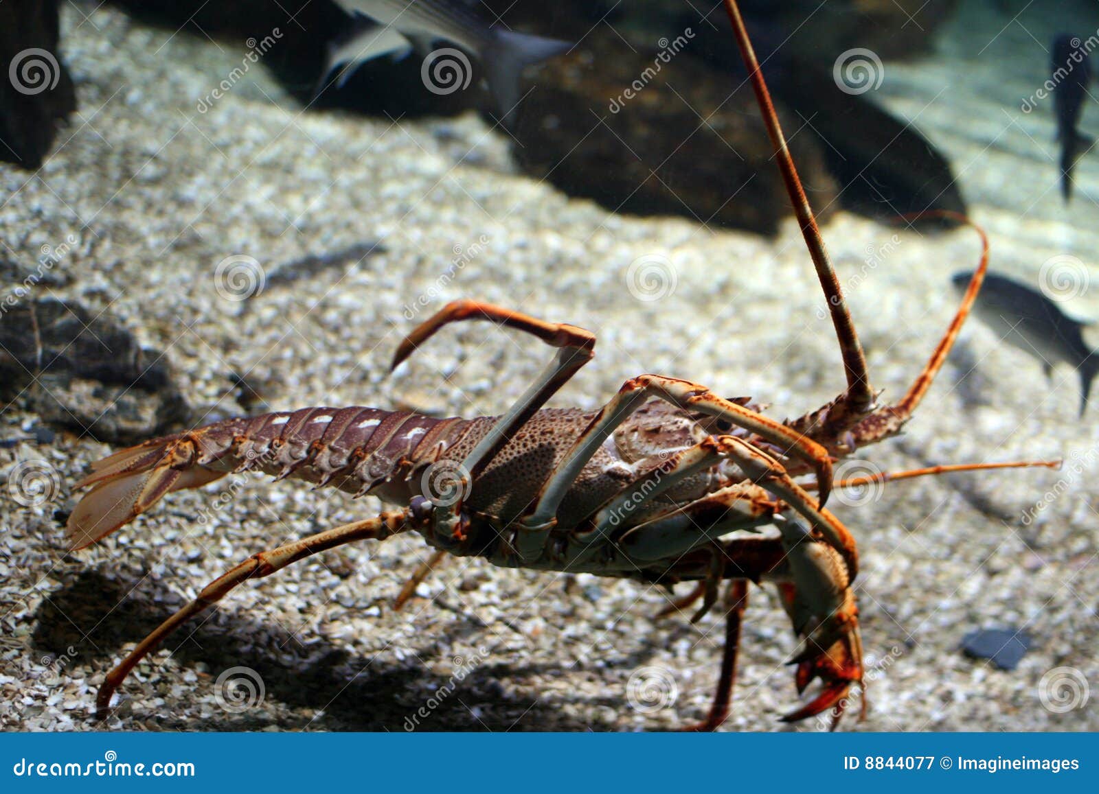 Fish Grow Legs Stock Photos - Free & Royalty-Free Stock Photos from ...