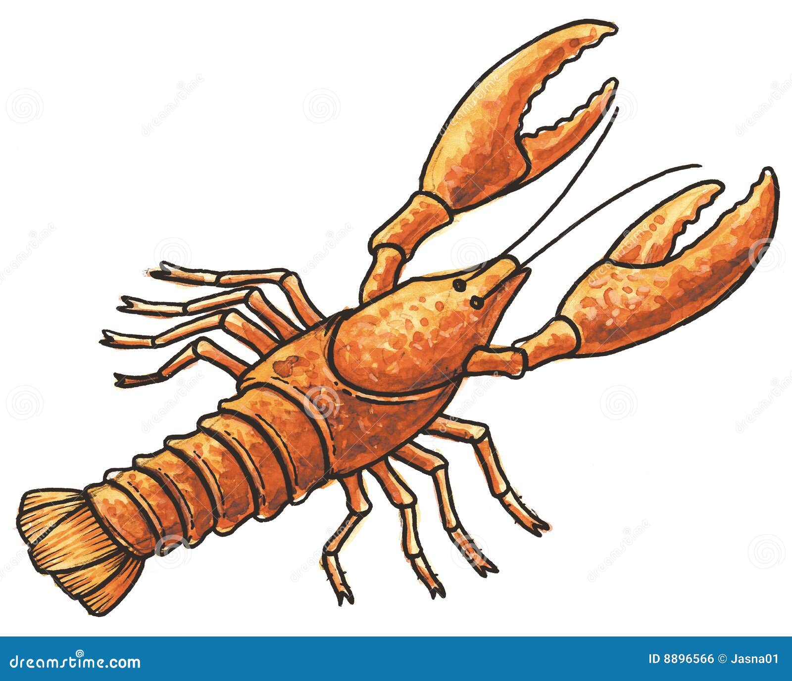 Lobster stock illustration. Illustration of animal, barnacle - 8896566