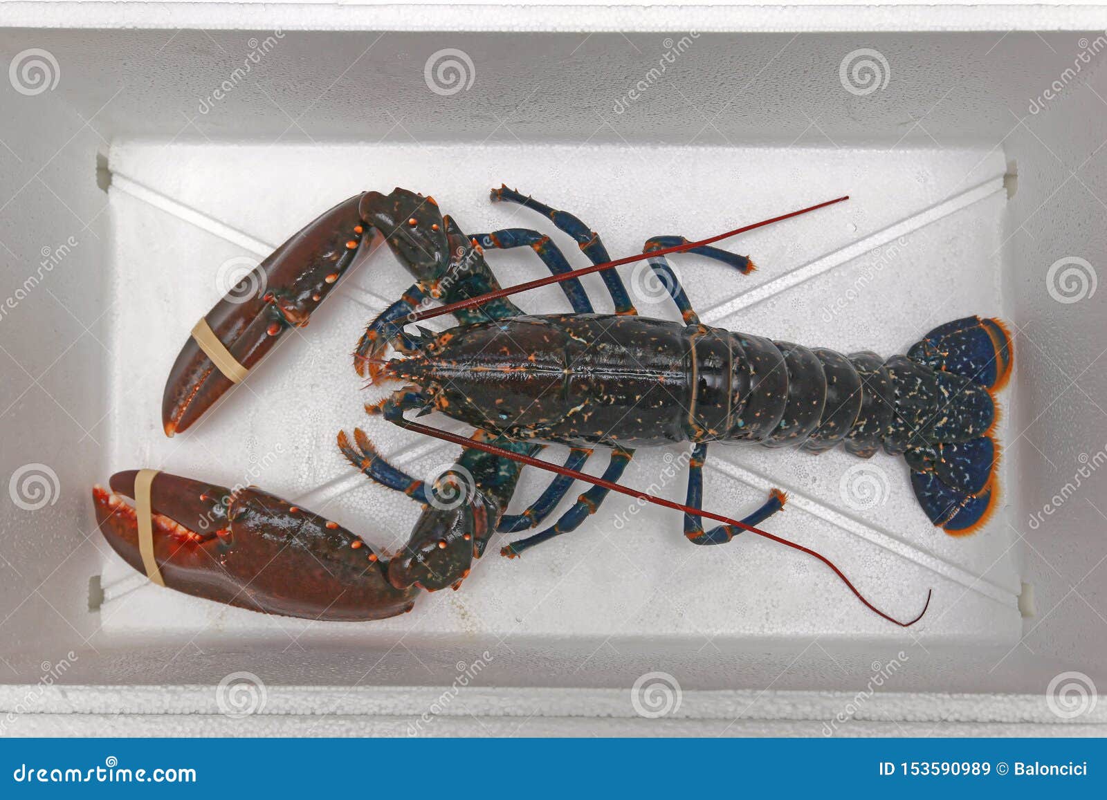 Lobster in Box stock image. Image of lobster, fresh - 153590989