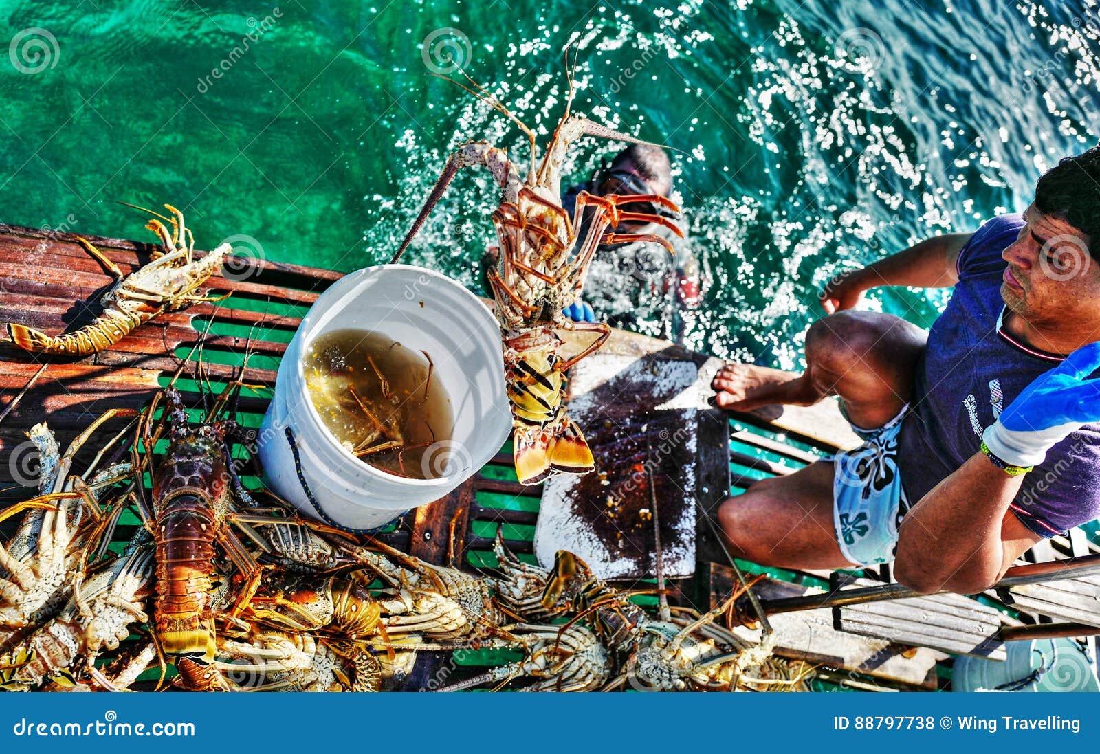 Lobster catching in Cuba editorial stock photo. Image of creature ...