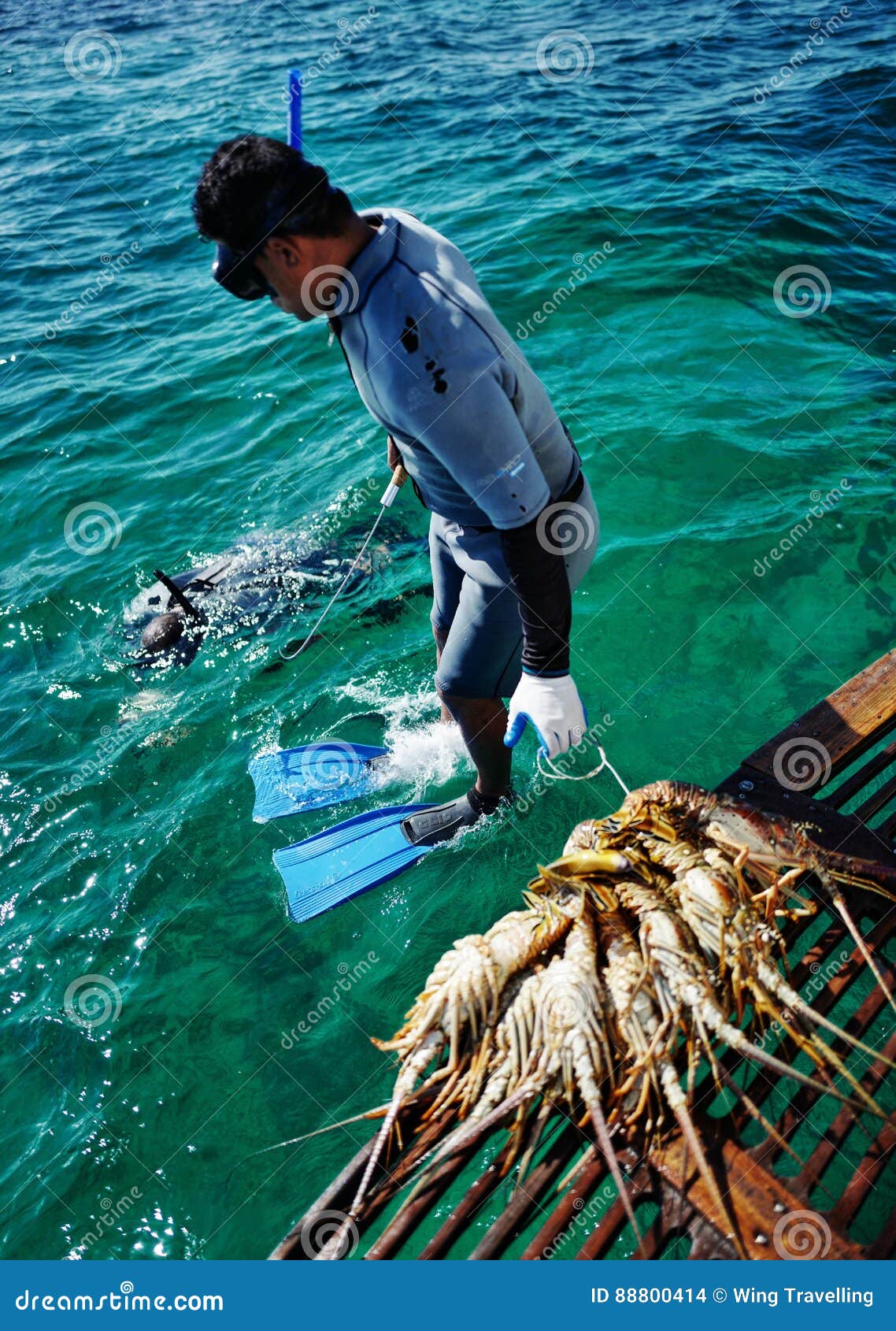 Lobster catching in Cuba editorial stock image. Image of latin - 88800414