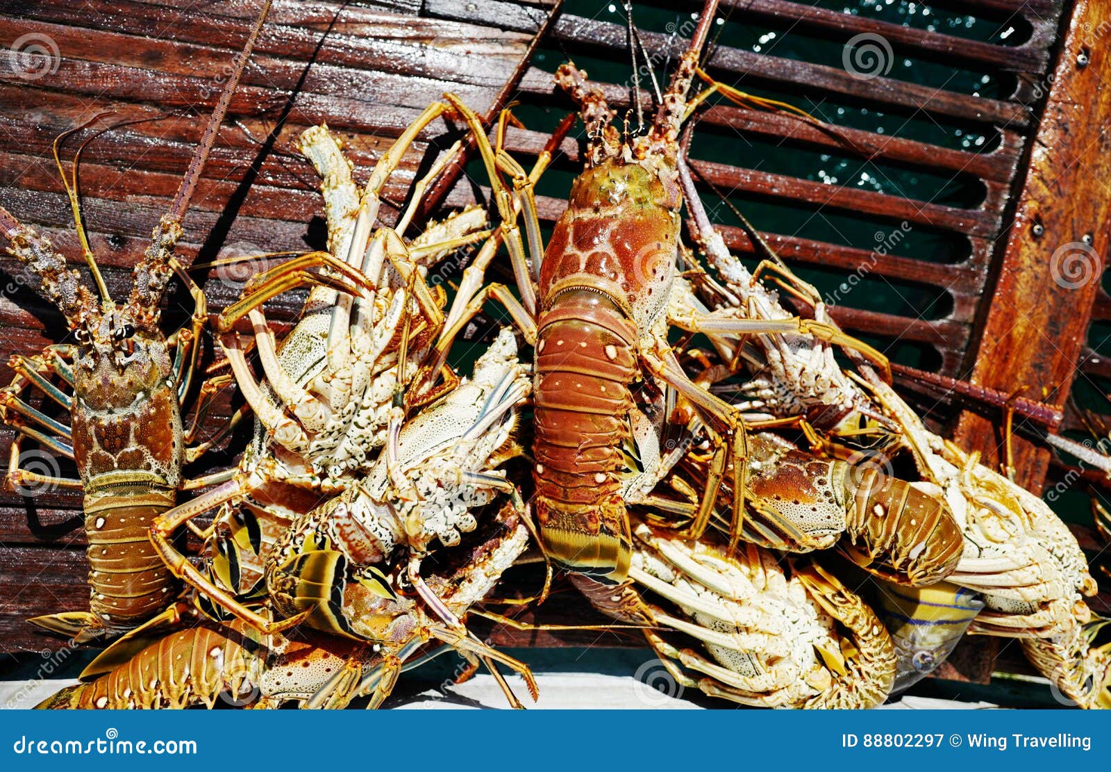Lobster catching in Cuba stock image. Image of colorful - 88802297