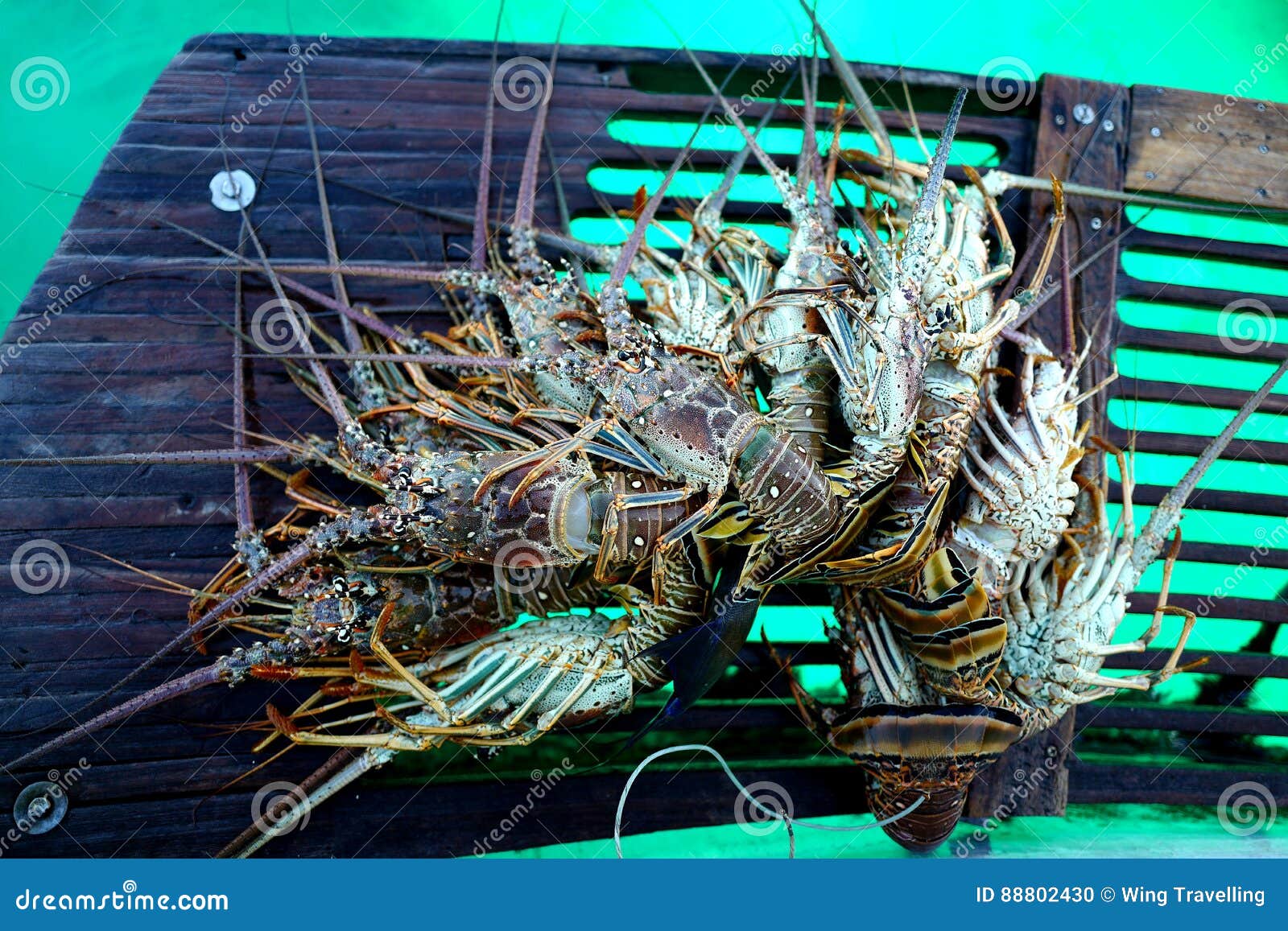 Lobster catching in Cuba stock photo. Image of cuba, america - 88802430