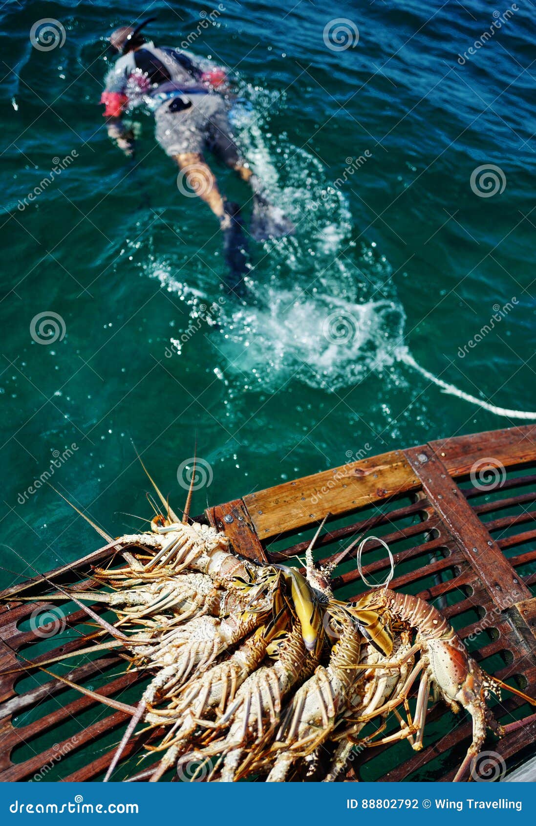 Lobster catching in Cuba stock photo. Image of caribbean - 88802792
