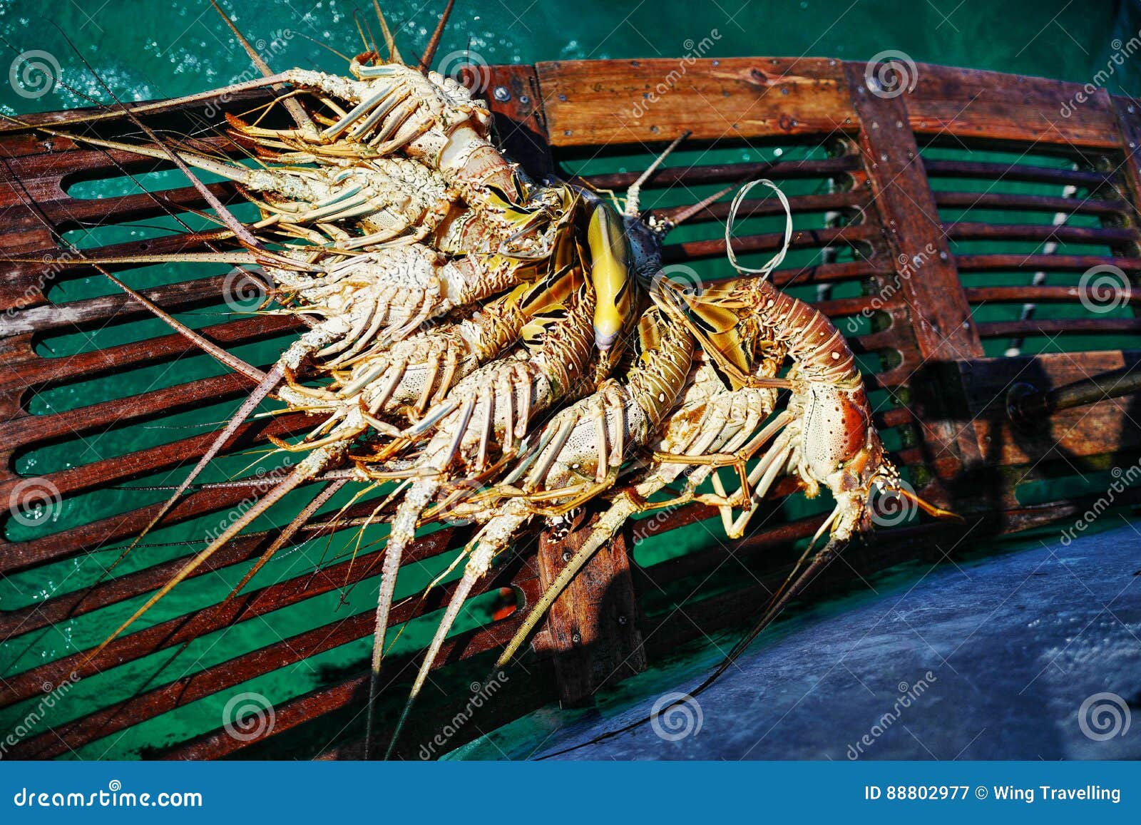 Lobster catching in Cuba stock image. Image of fresh - 88802977