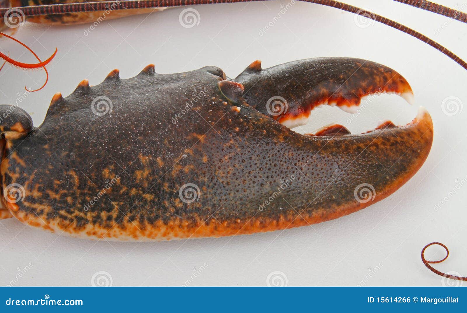 Lobster claw stock photo. Image of fresh, crustacean - 15614266