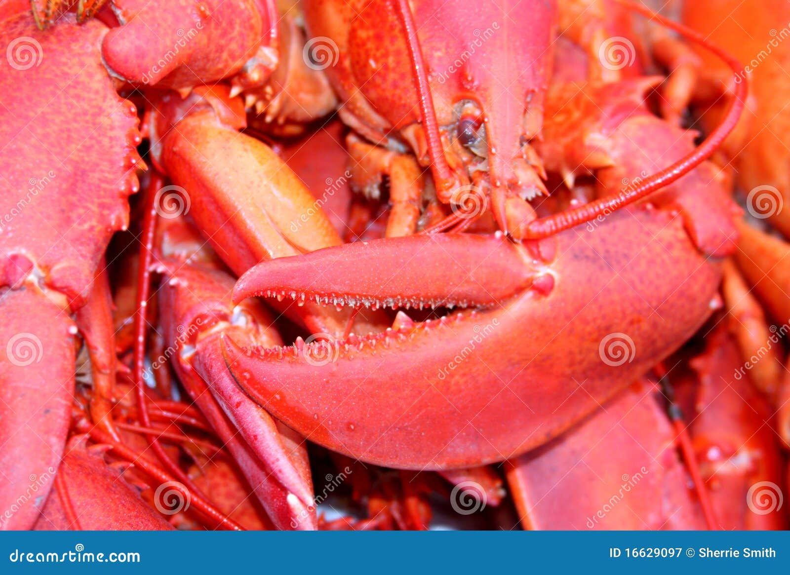 Lobster claw stock image. Image of dinner, seafood, gourmet - 16629097