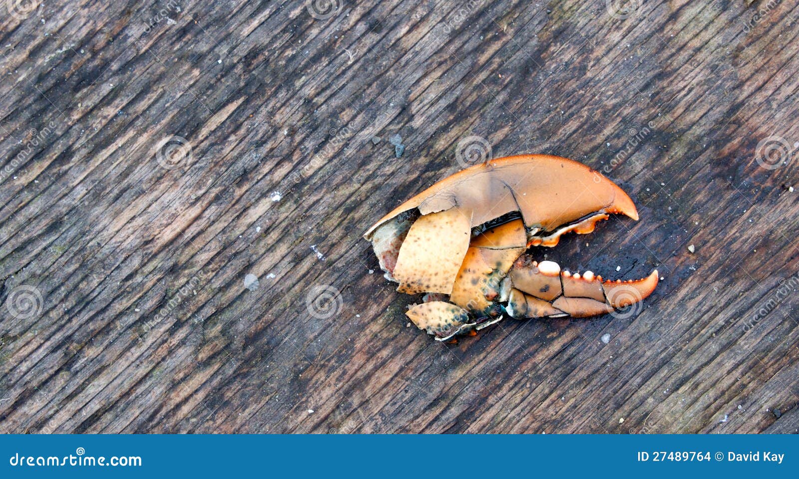 Lobster Claw stock photo. Image of lobster, brown, death - 27489764