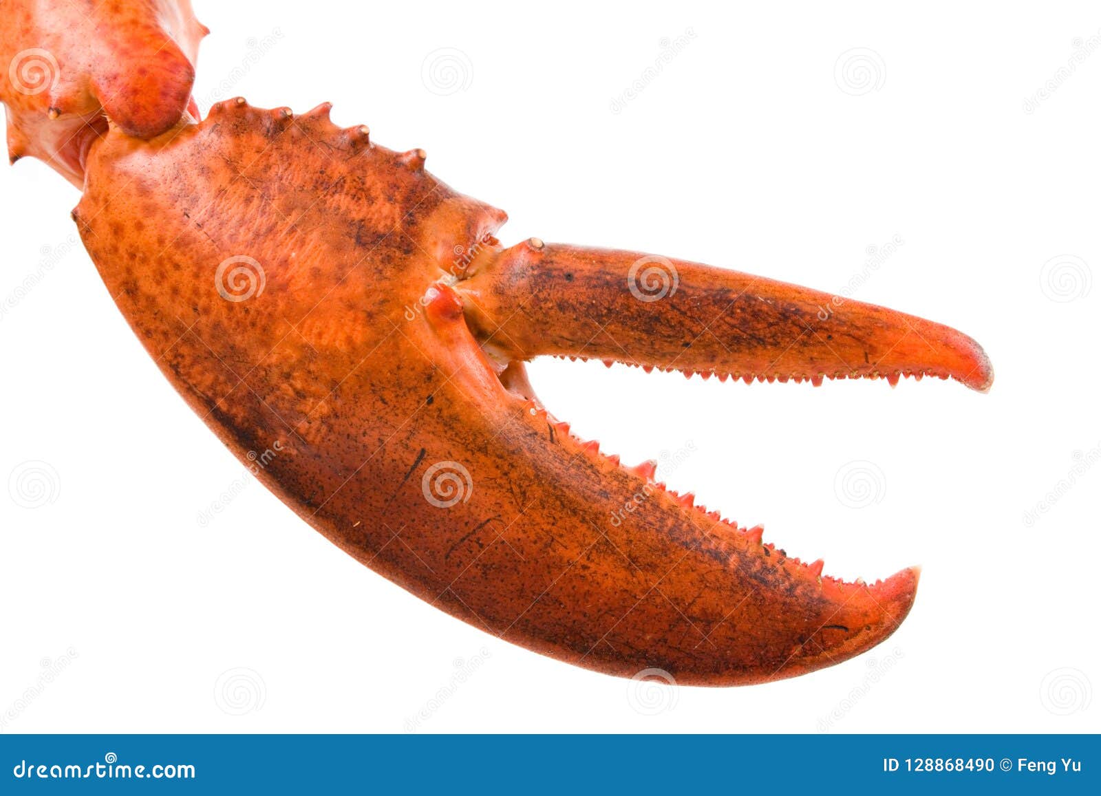 Lobster Claw stock photo. Image of claw, cooked, lobster - 128868490