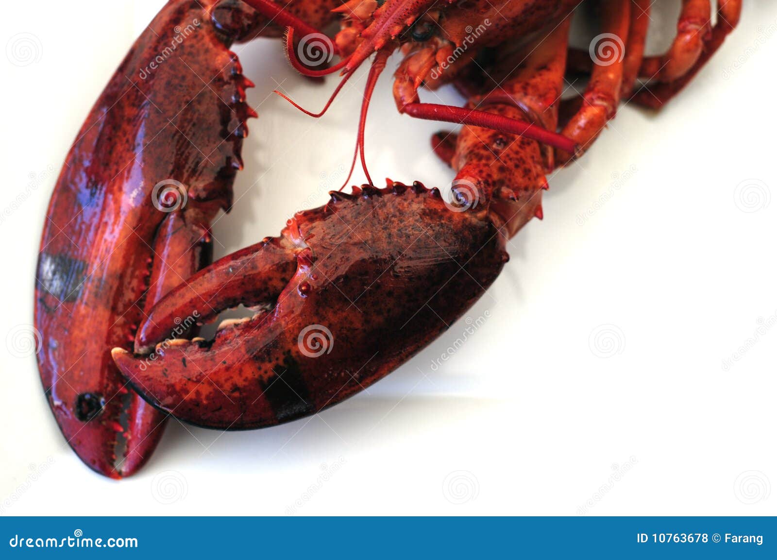 Lobster claws stock photo. Image of crustacean, lunch - 10763678