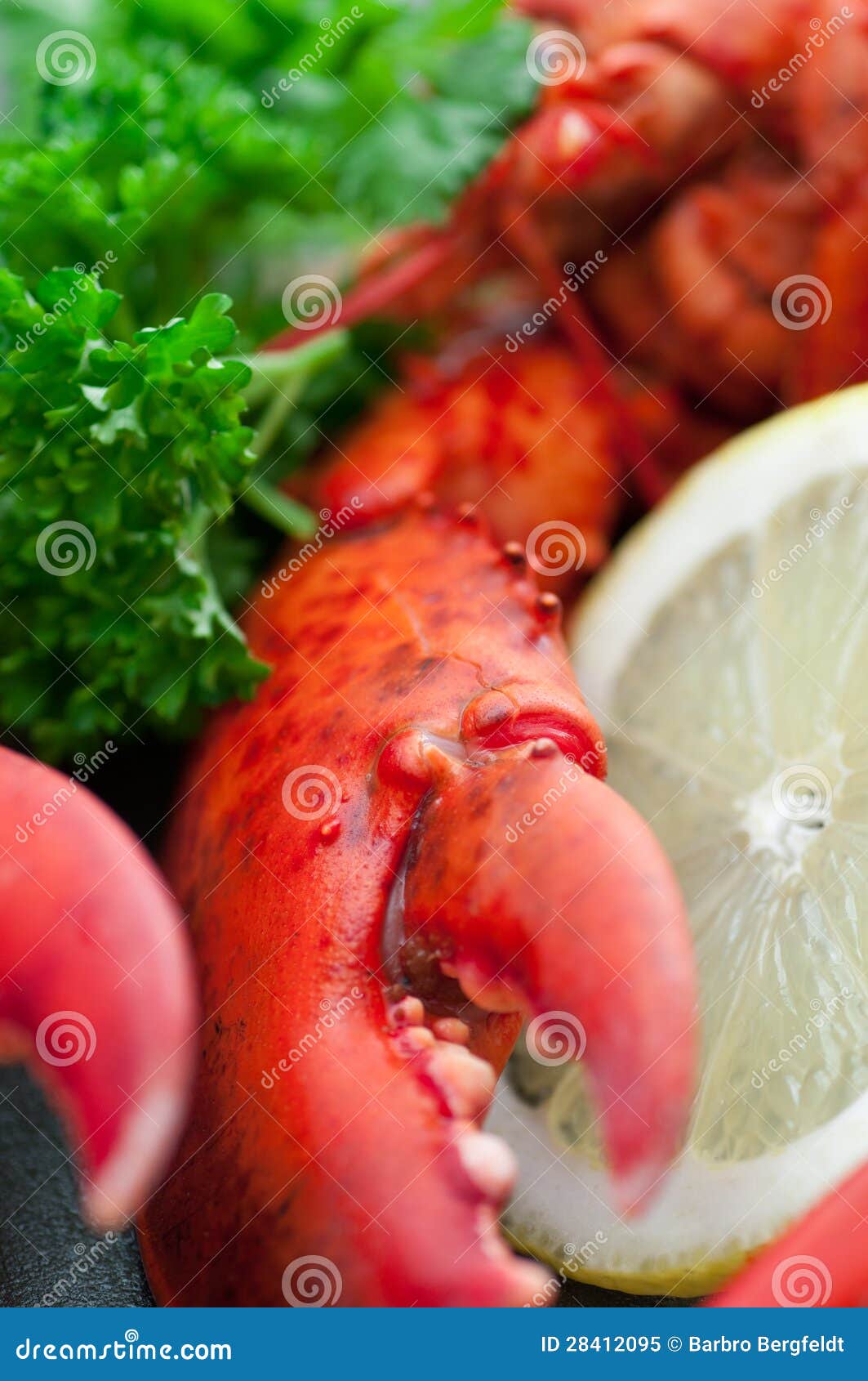 Lobster Claws stock image. Image of lobster, food, cooked - 28412095