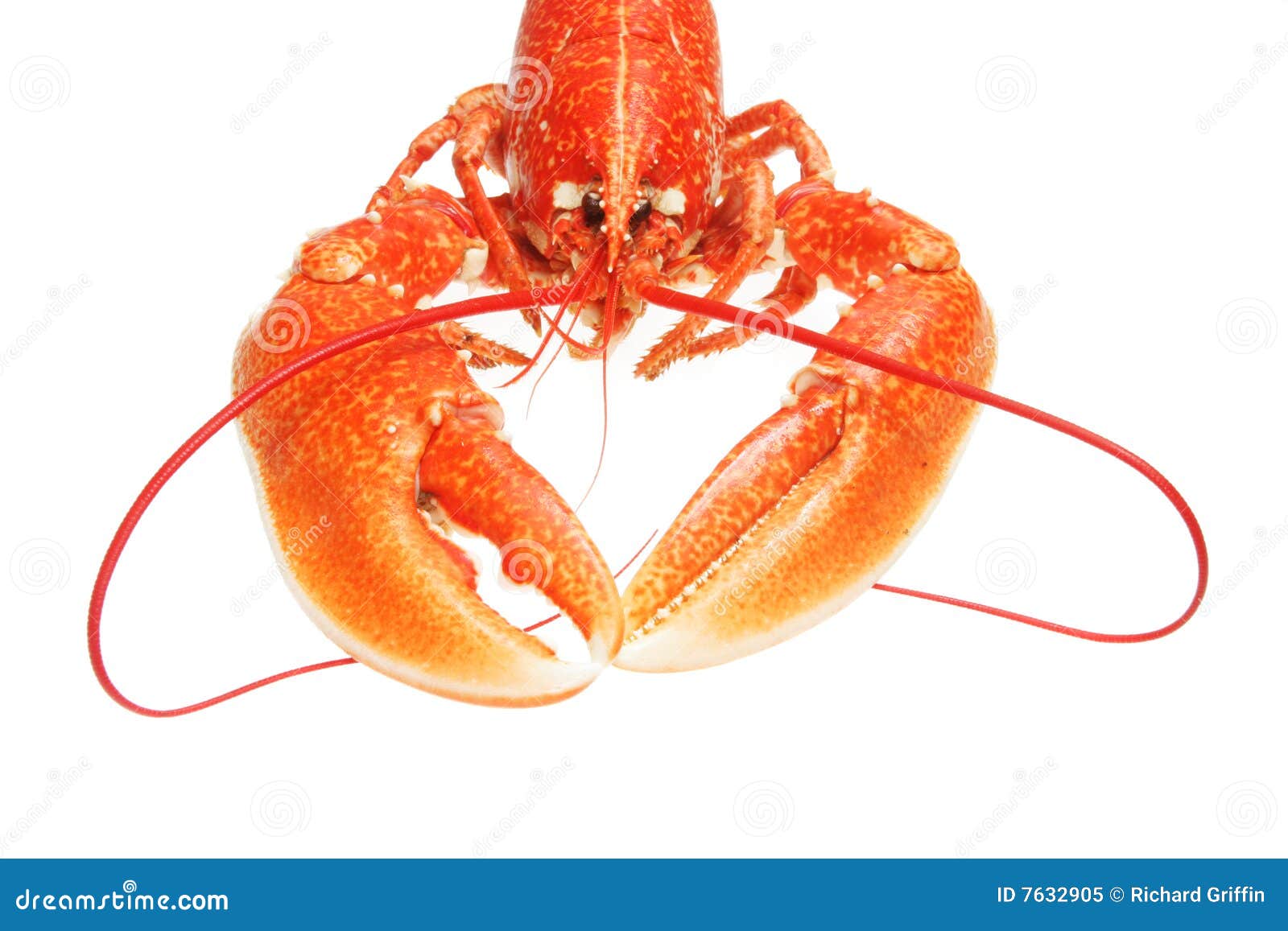 Lobster claws stock image. Image of feeler, cooked, claw - 7632905