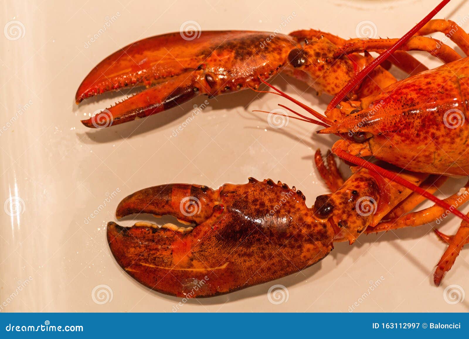 Lobster Claws stock image. Image of food, crustacean - 163112997