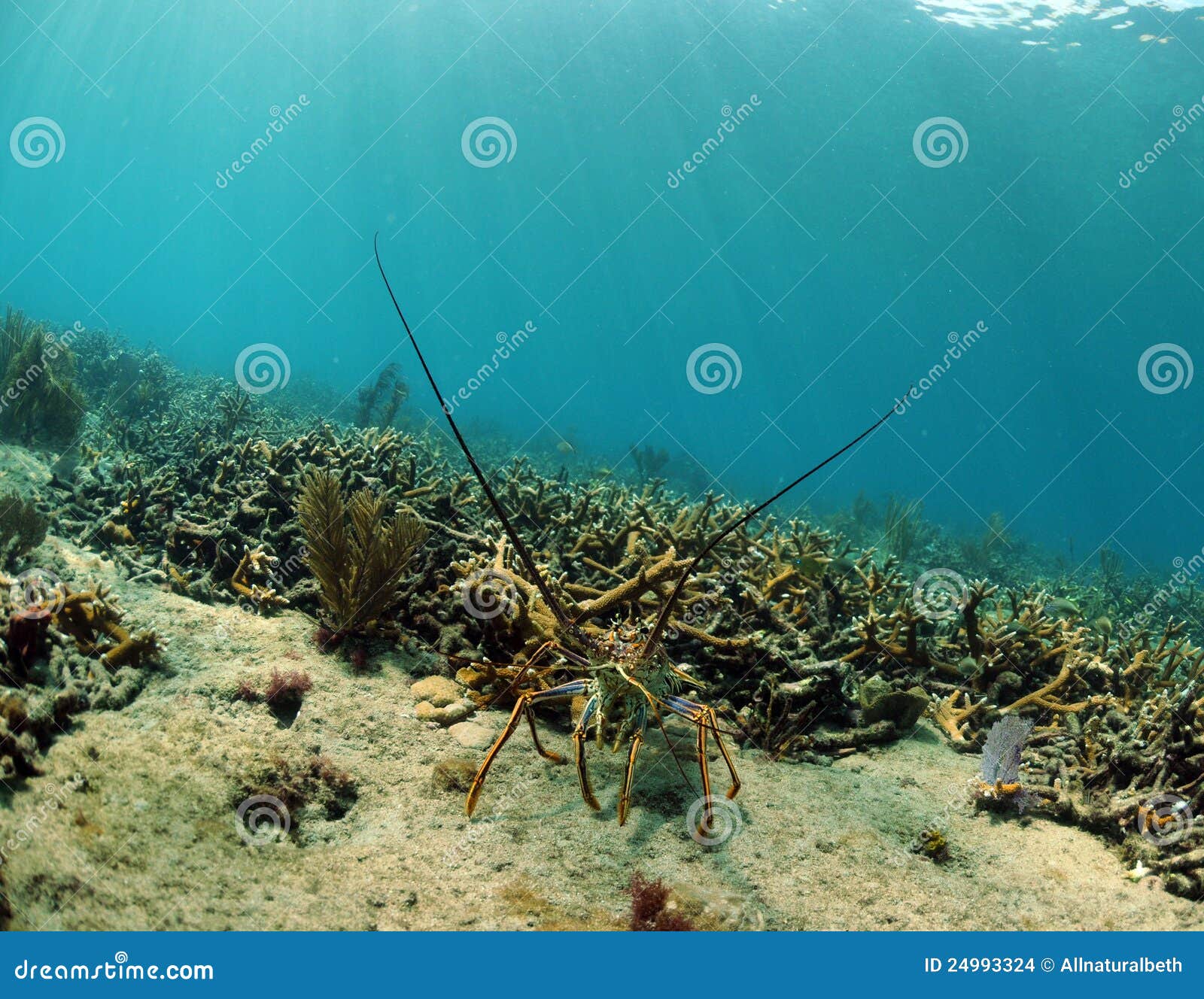 Lobster on coral reef stock photo. Image of caribbean - 24993324