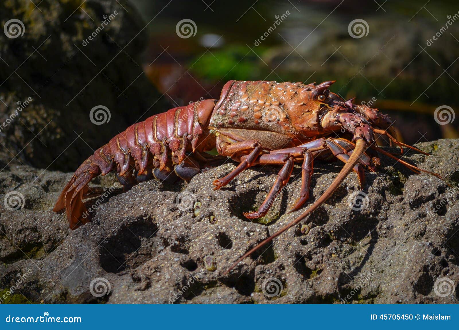 Lobster crawling stock photo. Image of healthy, fresh - 45705450