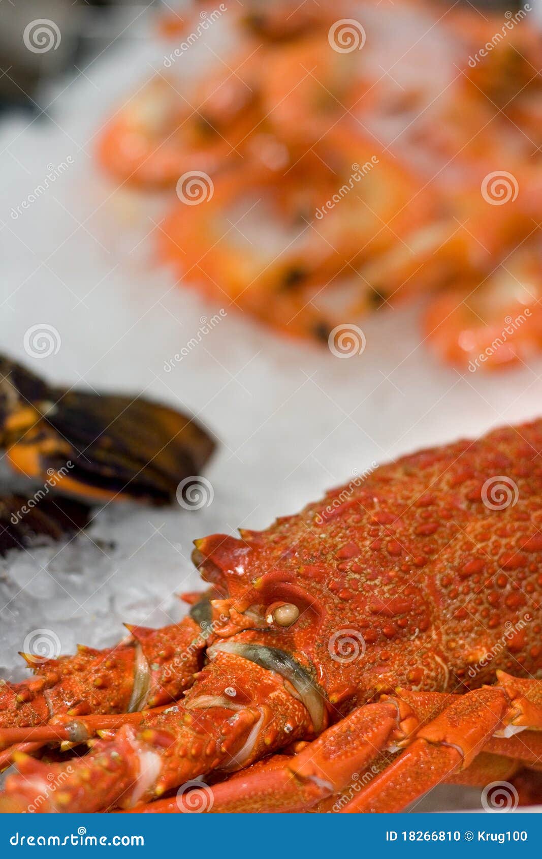 Lobster on a Display at Fish Market Stock Photo - Image of ichthyology ...