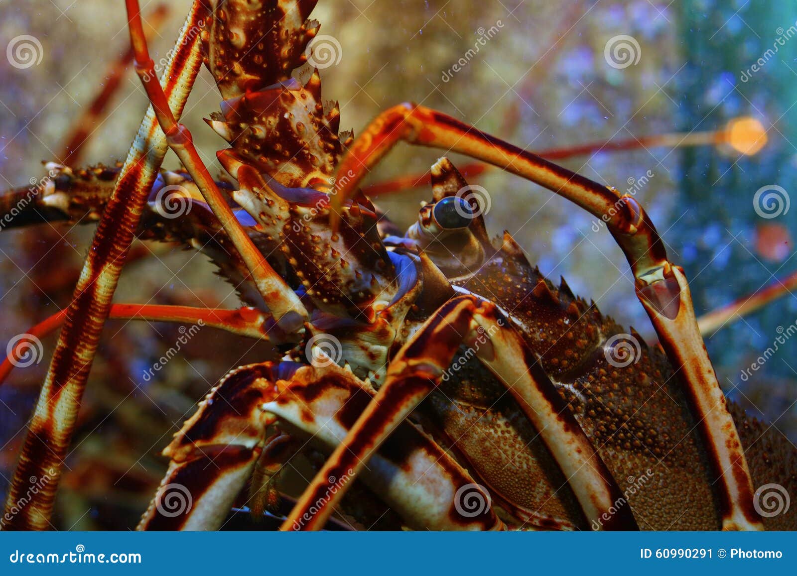 Lobster in a fish tank stock image. Image of color, closeup - 60990291