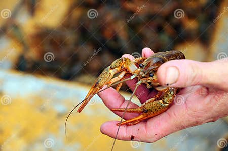 Lobster on hand stock photo. Image of craw, animal, industry - 14767208