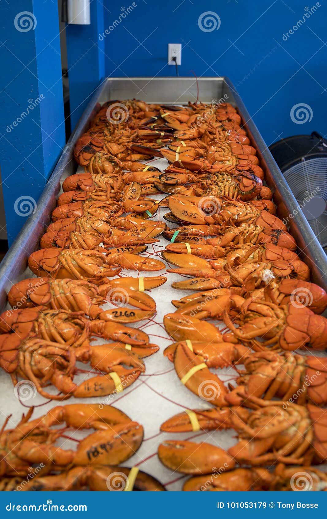 Lobster Market stock image. Image of culinary, display - 101053179